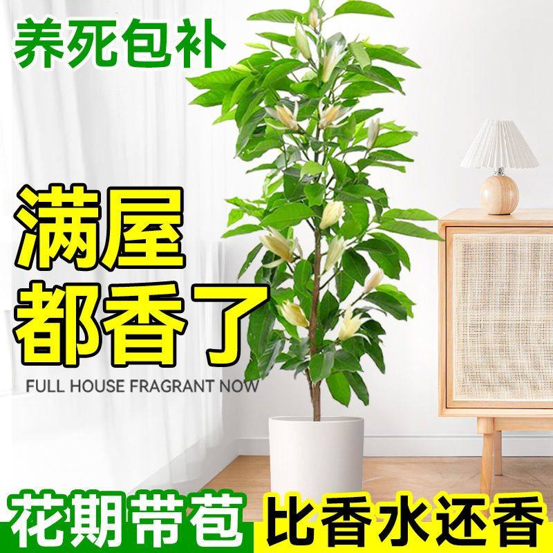 白兰花盆栽白玉兰树带花苞四季开花浓香黄角兰四季常青绿化树