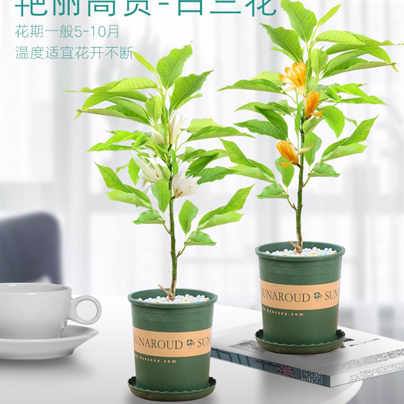 白兰花盆栽玉兰花树带花苞黄角兰室内庭院浓香花卉四季开花植物