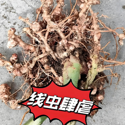 淡紫紫孢菌根结根瘤杀菌根线灵
