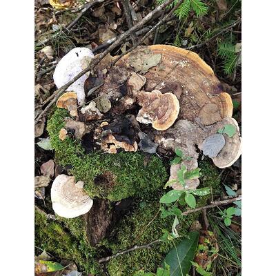 g东方栓菌2ZIM北50东方云芝东伊春整芝枝灵真菌汤切块