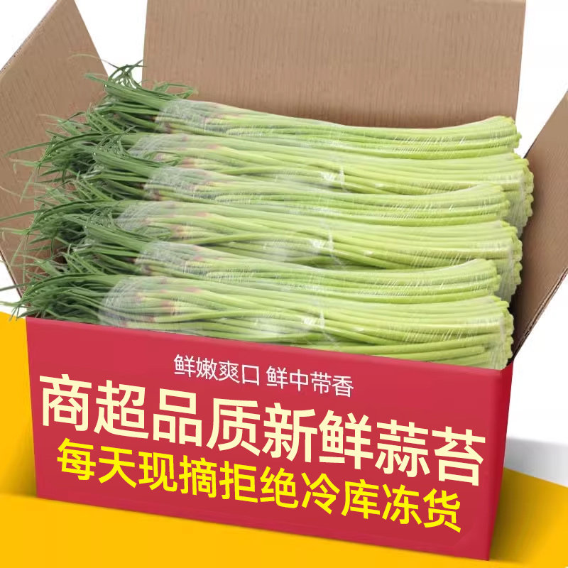 河南开封现摘新鲜蒜苔蒜薹农家蒜毫自种蒜苗当季应季蔬菜蒜心