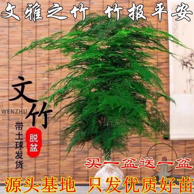 文竹盆栽植物办公室内绿植花卉客厅特大棵文竹苗矮生高端云竹盆景