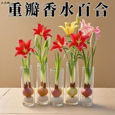 香水百合重瓣大花浓香型水