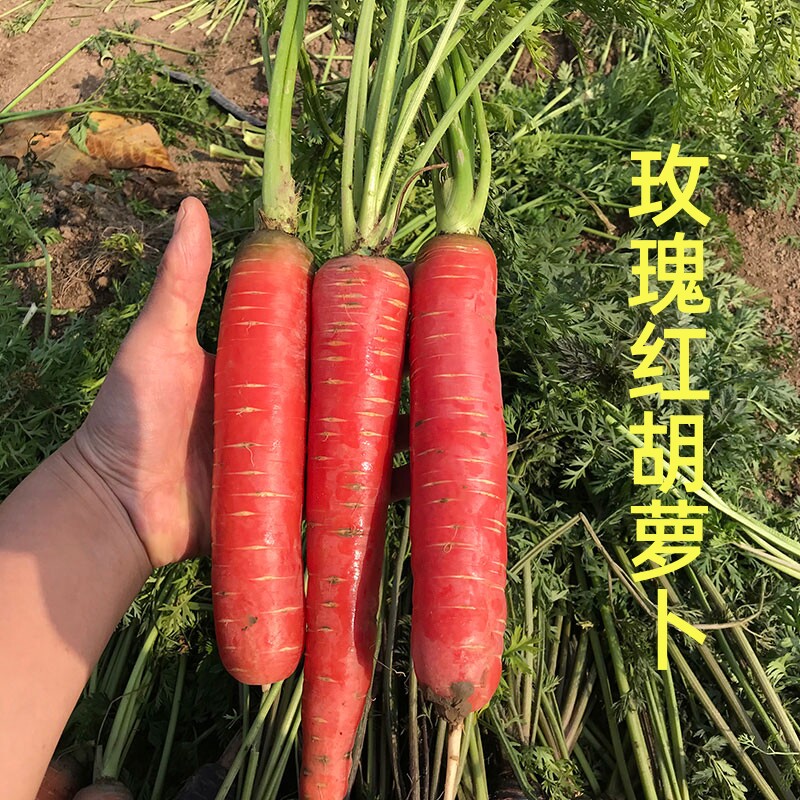 玫瑰红胡萝卜种子 甜脆 高产口感好易生长抗病春夏秋四季蔬菜种籽