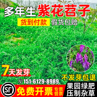 光叶紫花苕子箭舌野豌豆果园绿肥