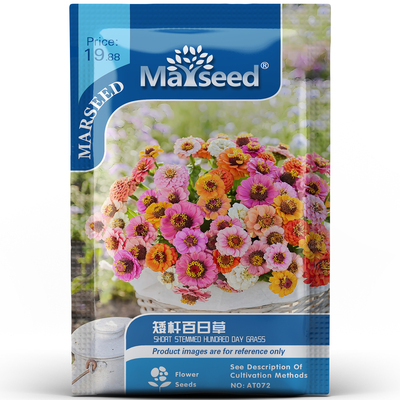 五彩缤纷花毯系列混色矮杆重瓣百日草种子种苗窗台绿化植物花卉