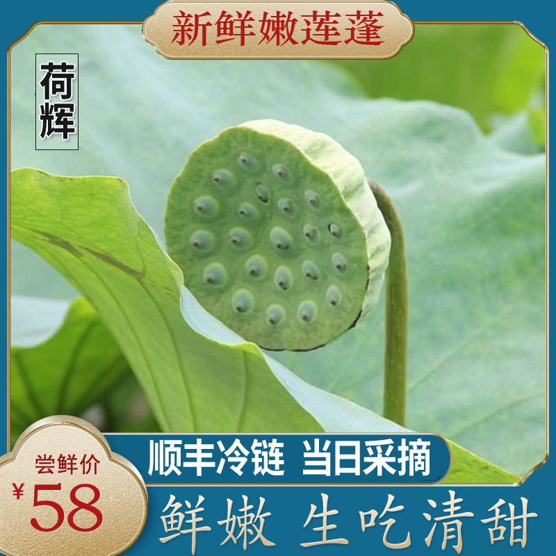 荷辉新鲜莲蓬当季现采现发水果孕妇生吃即食甜嫩蔬菜农家莲子顺丰