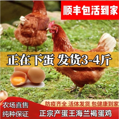 成年海兰红壳蛋鸡红毛鸡下蛋鸡正在下蛋大鸡活鸡母鸡海兰褐蛋鸡