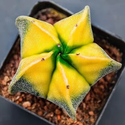 彩色鸾凤玉四五角琉璃银砂仙人球多肉植物组合绿植花卉盆栽