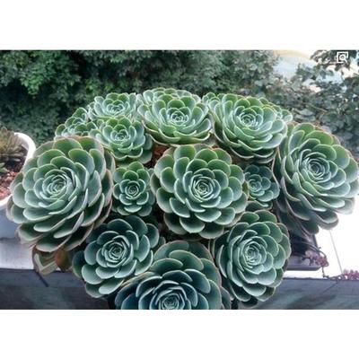 老桩系列多肉植物玉蝶大课8-10cm 石莲花多头石莲掌莲花掌景天科