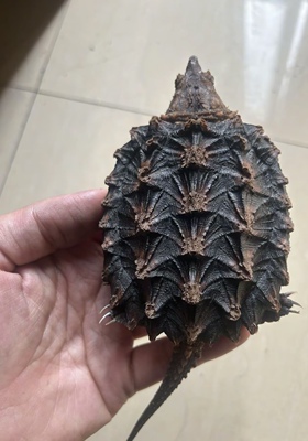 普全大鳄龟，10cm左右，