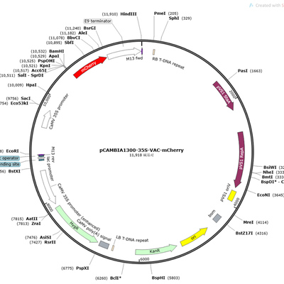 pCAMBIA1300-35S-VAC-mCherry 植物液泡亚细胞定位质粒Marker红色