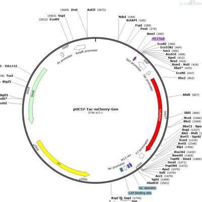 pUC57-Tac-mCherry-Gen，大肠杆菌红色荧光蛋白