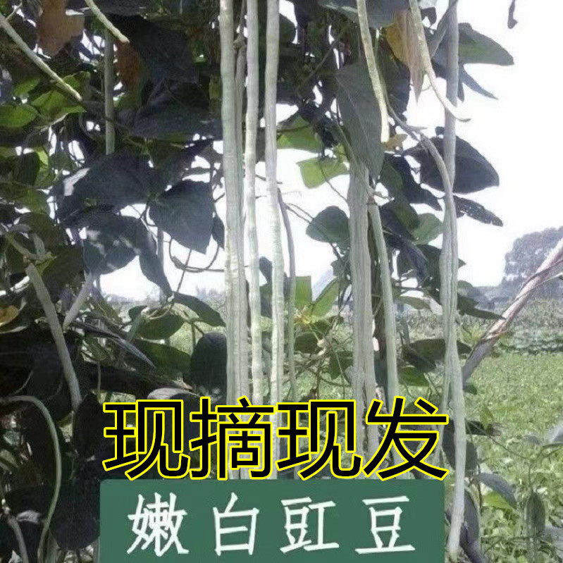 白豇豆新鲜长豆角湖北孝感新鲜脆爽可口老品种白玉豆角现摘现发