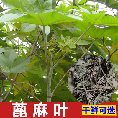 新鲜蓖麻叶干货蓖麻杆药材