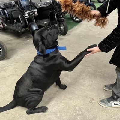 拉布拉多幼犬不掉毛神犬小七活物家养工作犬短毛狗宠物狗聪明健康