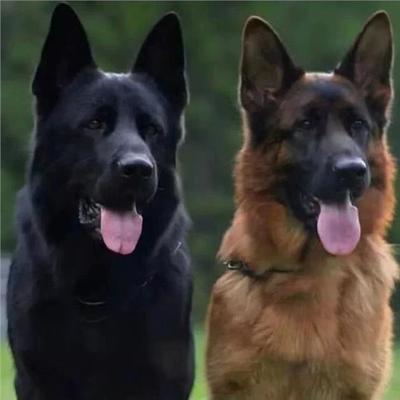 德牧幼犬狗狗聪明真狗宠物狗活物霸气弓背平背看家犬护院高智商狗