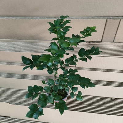 正品圆叶竹柏苹果叶驱蚊竹长寿竹平安竹椭圆原生