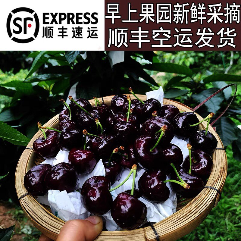 四川汉源拉宾斯车厘子套袋大樱桃当季新鲜水果特大果礼盒顺丰包邮