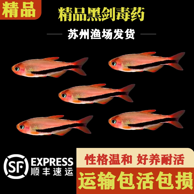 黑剑毒药鱼高端灯鱼小型南美稀有高端鱼草缸群游灯科鱼电光毒药鱼