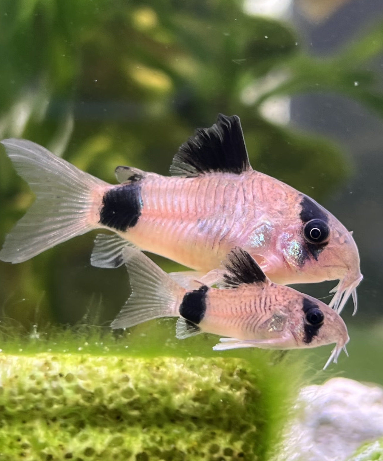 熊猫鼠清洁鱼小型观赏鱼清道夫清理饲料残渣粪便淡水鱼工具鱼好养