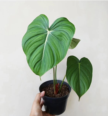 蔓绿绒室内耐阴观叶盆栽网红热植