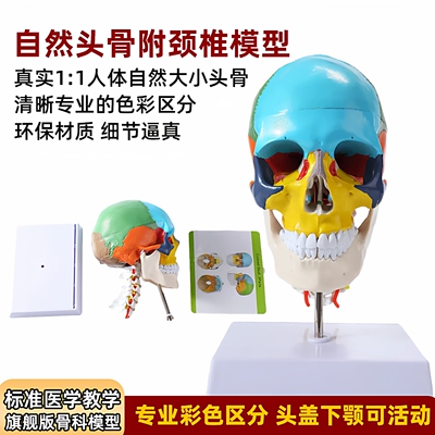 人体迷你头骨解剖模型厂家直销