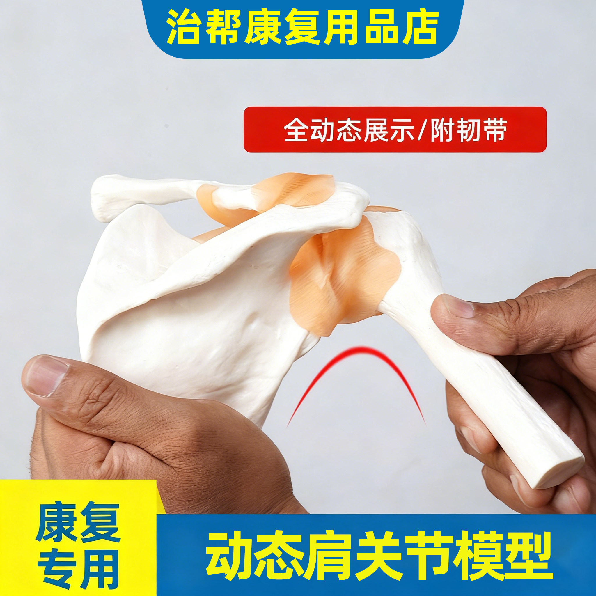 肩关节模型自然大人体医学用假骨骼解剖标本教学培训专用附肌肉