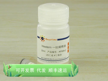FoxO3a抗体(兔单抗) AF609 碧云天生物 Beyotime