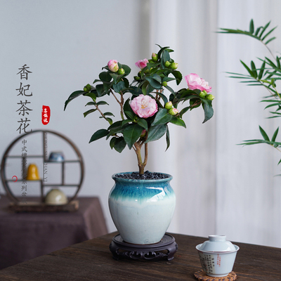 五色赤丹花山茶花好养花卉