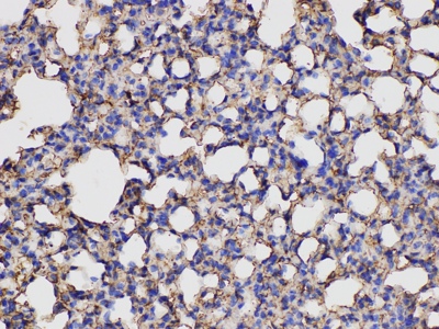 Elabscience®ANXA5多克隆抗体，E-AB-40440，适用WB与IHC,200μL