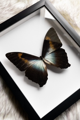 月神闪蝶带框成品家居摆件礼物复古风格