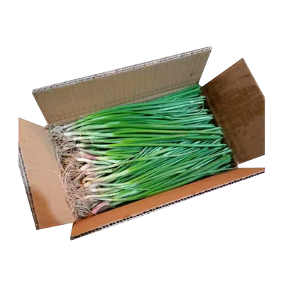 水果洋葱苗紫红皮圆葱