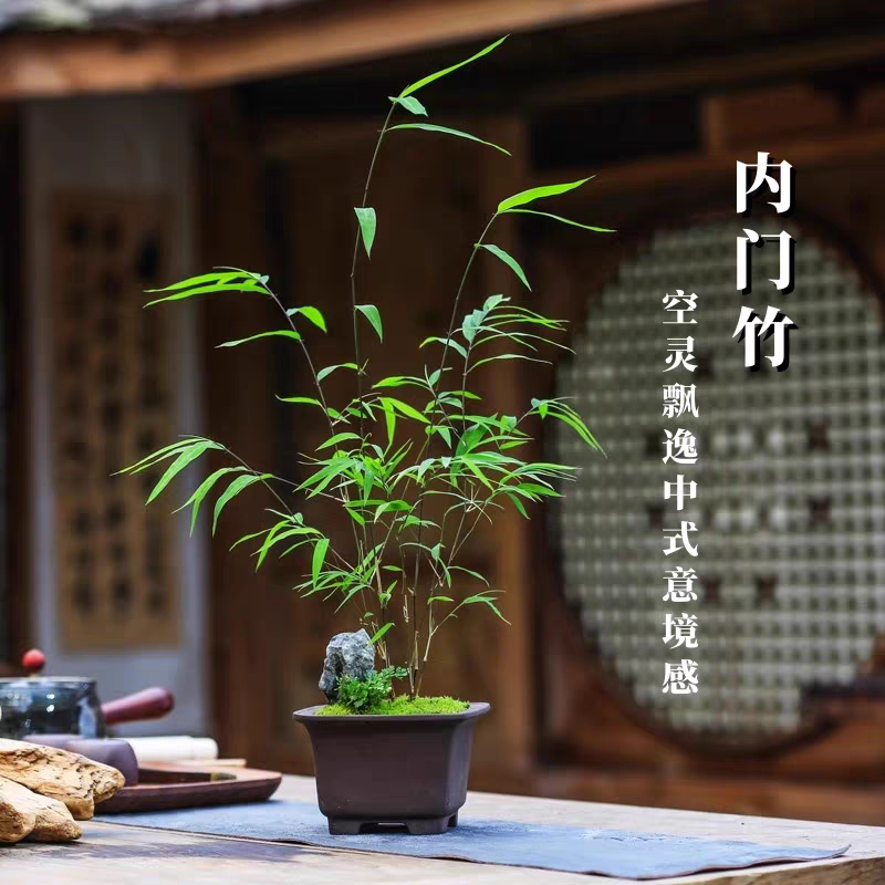 名贵竹苗水培观音竹米竹内门竹朱竹红寒竹苔藓茶桌办公桌庭院绿植