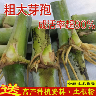 黄竹草种子台湾新型甜象节