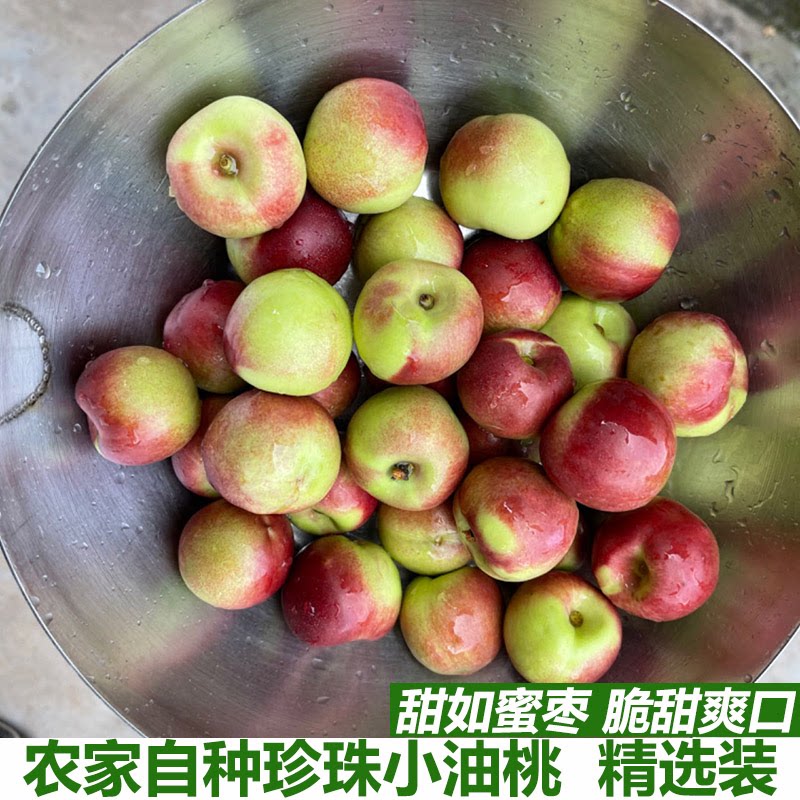 现摘新鲜小油桃珍珠枣油桃枣蜜桃枣味小桃子纯甜离核新鲜水果