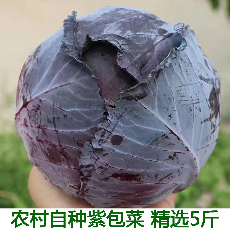 现砍现发沙拉菜紫椰菜新鲜紫甘蓝蔬菜整箱紫包菜紫白菜卷心菜包邮