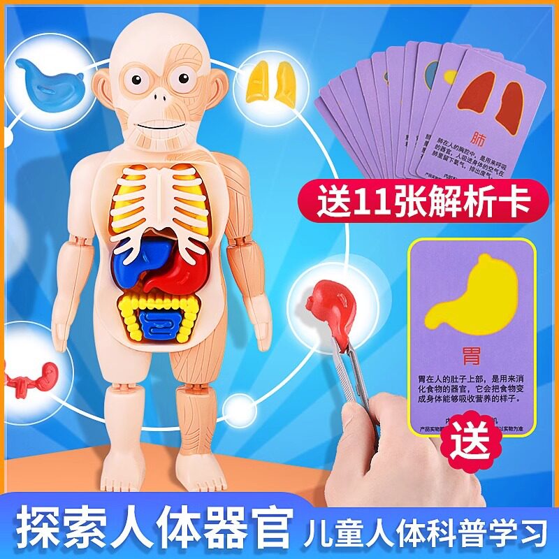 女生儿童医学可拆卸拼装人体器官结构模型男童女孩官玩具仿真安装