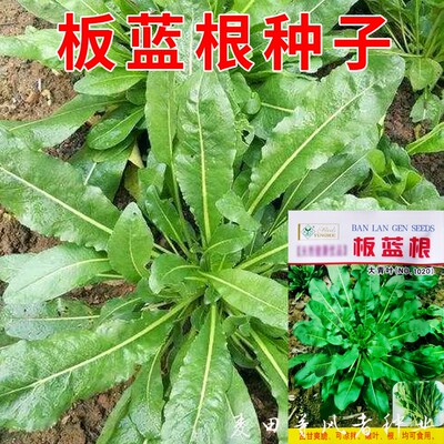 大青叶板蓝根种子种籽孑苗中药子