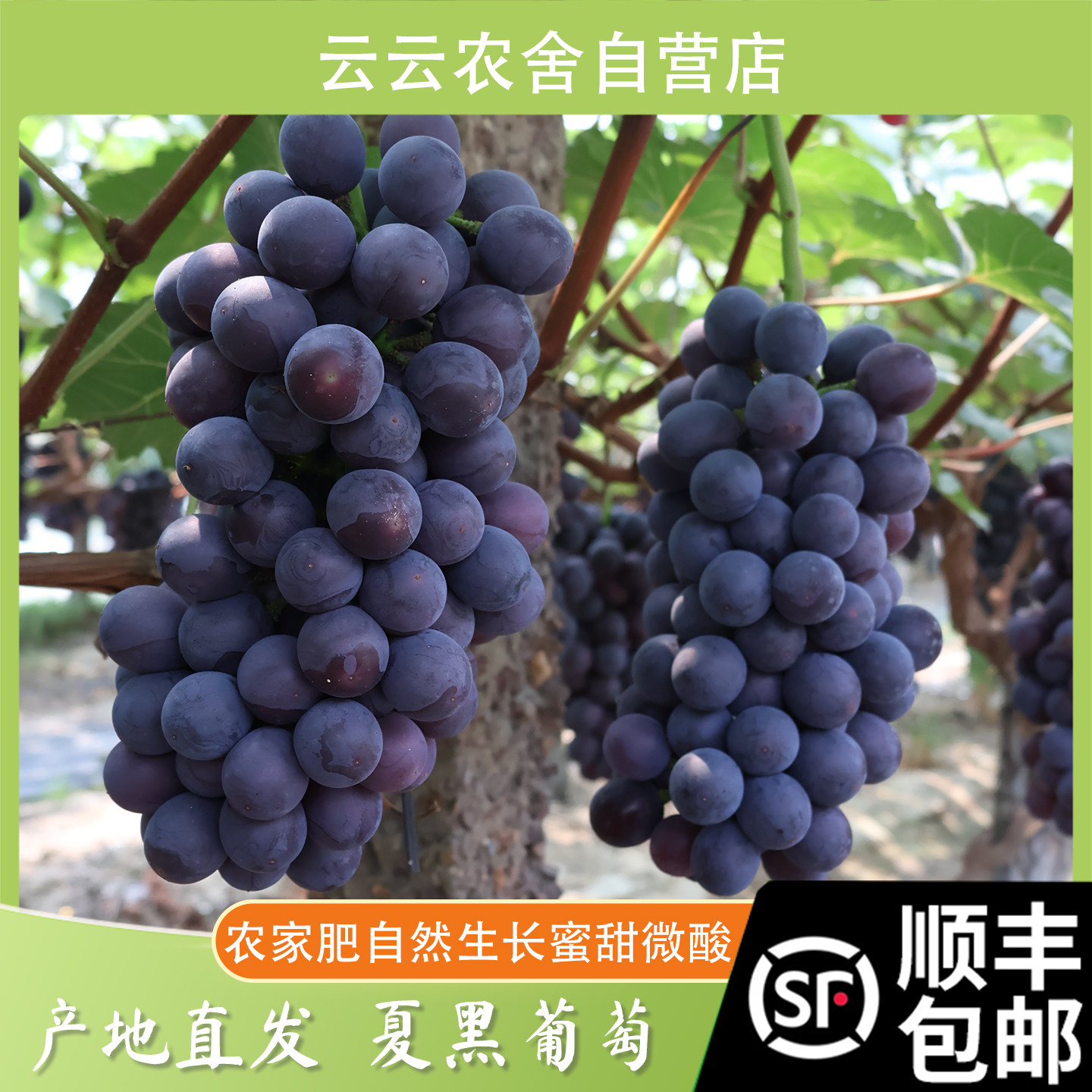 正宗无籽 夏黑葡萄 皮薄肉厚当季时令水果黑提子新鲜采摘顺丰包邮