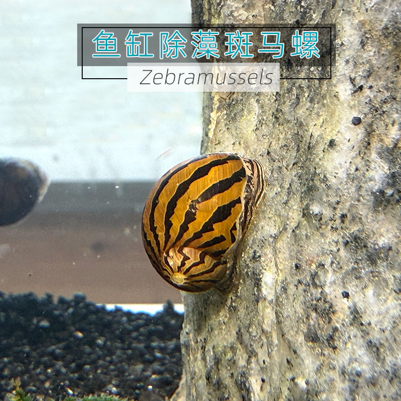 斑马螺鱼缸除缸壁清理绿藻褐藻不伤水草淡水除藻水族工具螺