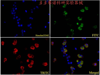 Bioworld标签抗体 DDDDK-tag pAb,DDDDK 标签多克隆抗体,WB,IP,IF