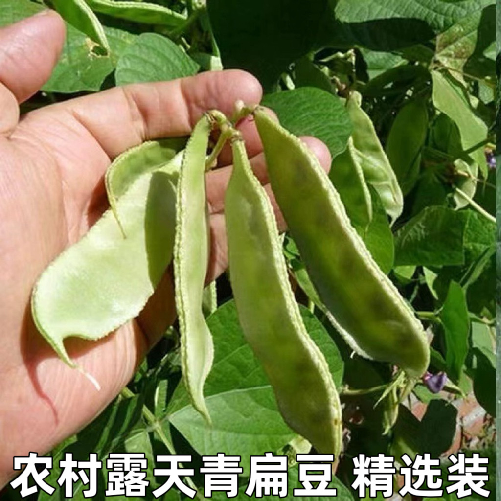扁豆角新鲜蔬菜农家自种月儿菜扁豆眉豆白扁豆青豆角扁豆荚嫩包邮