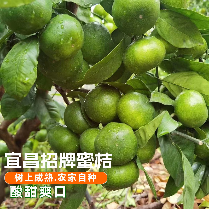 现货青皮橘子早熟新鲜蜜桔子应季孕妇水果柑橘蜜橘酸爽多汁包邮