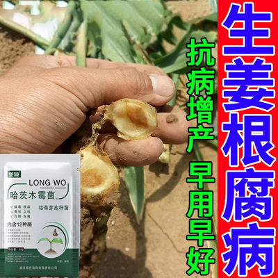生姜专用肥料根腐死苗烂根青枯茎基病黄叶干尖微生物菌剂修复增产