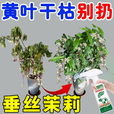 垂丝茉莉黄叶掉叶干枝干枯叶尖卷缩光杆卷曲黑枝枯萎枯焦营养喷剂