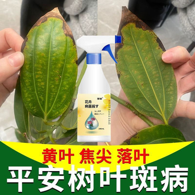 黄叶叶斑】平安树专用营养液急救黄叶干尖焦叶速转绿直喷型免稀释
