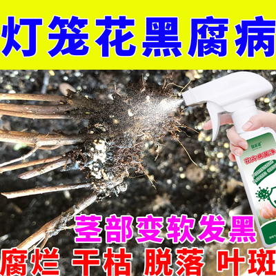 灯笼花倒挂金钟吊钟花黑腐病专用清菌剂根腐闷根茎秆变黑发软黄叶