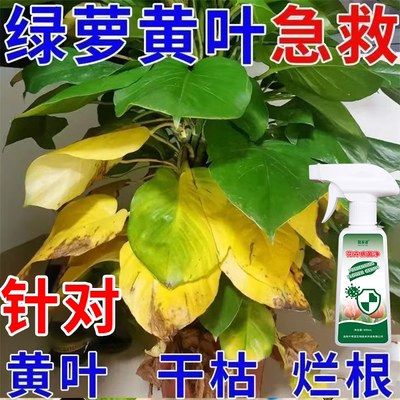 绿萝黄叶专用病菌清肥料绿萝室内种植黄叶黑斑炭疽叶斑根腐专用肥