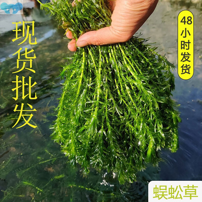 Aquatic plants fish tank centipede real水草植物鱼缸1